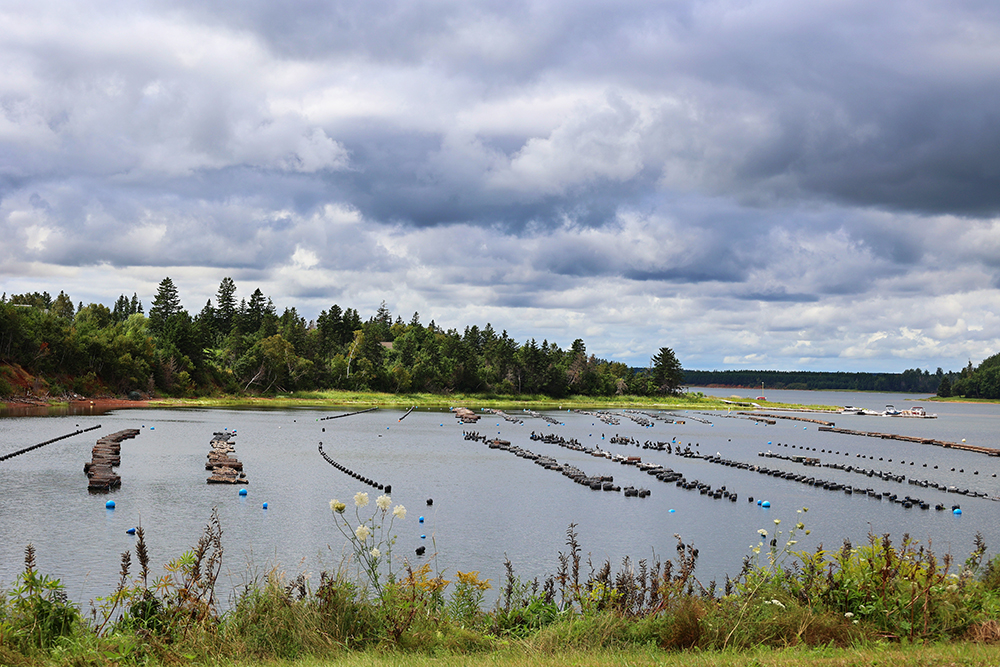 Real-time monitoring of pollution in Shellfish waters with Proteus