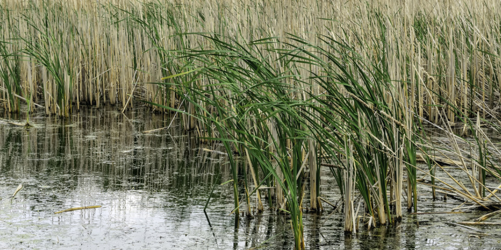 Real-time BOD, Coliforms and Organic Carbon monitoring for Integrated ...